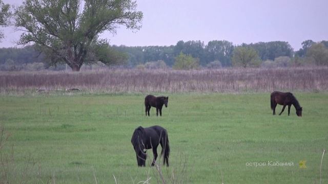 Остров Кабаний. Астраханская область.