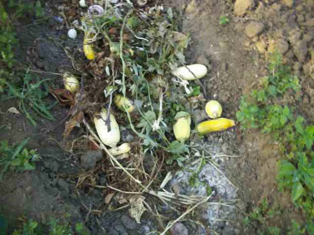 Грядка без вложений и без удобрений, но с урожаем!