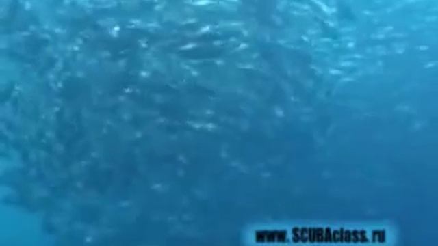 Дайвинг в Индонезии