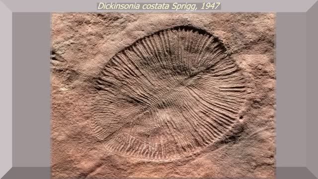 Эдиакарский период (рассказывает Михаил Никитин)