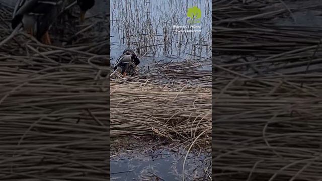 А вот так работает наша Ника - мама наших щенков.