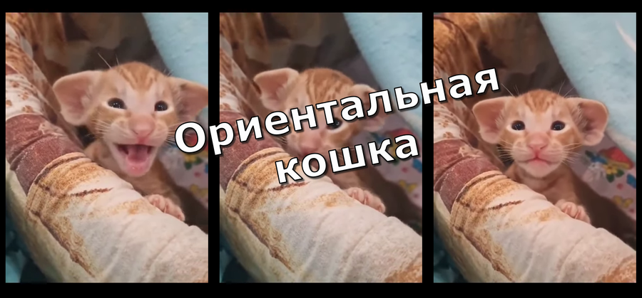 #кот, #котёноклайк, #shorts, котик.mp4