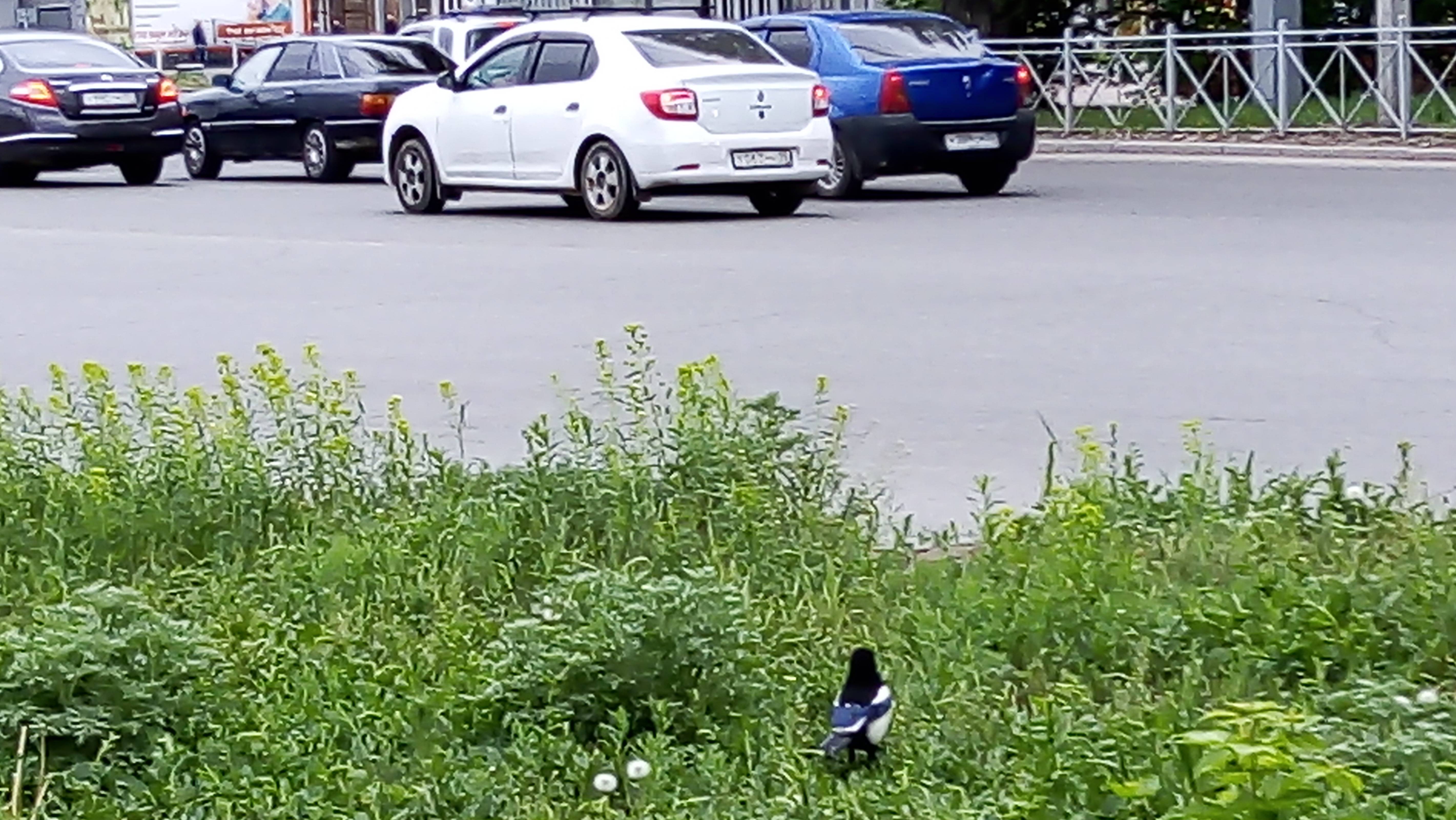 СОРОКИ-БЕЛОБОКИ