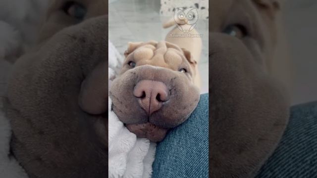 Как такому отказать?