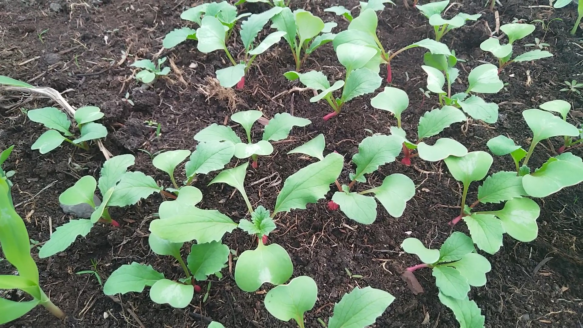 Что нового на огороде 04.05.2024