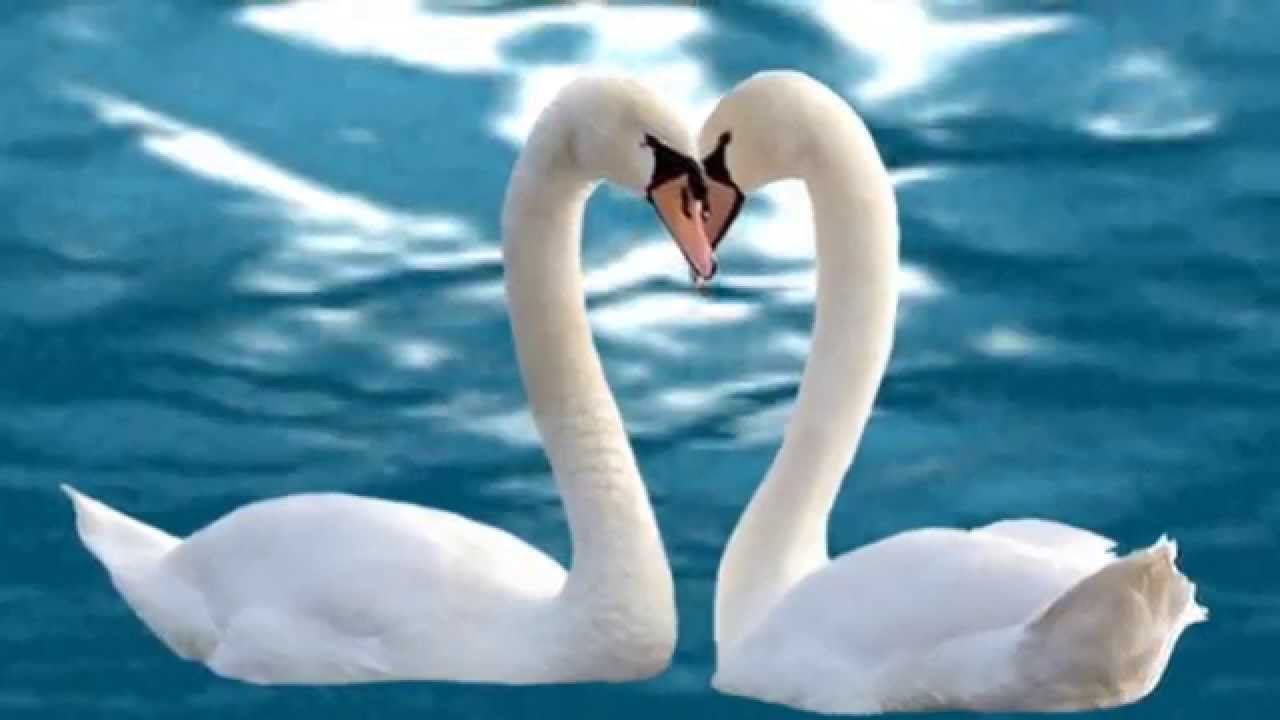 Дом у пруда