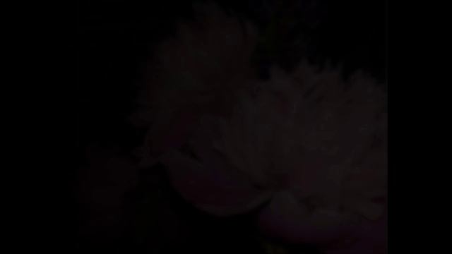 "Наслаждение". Зина Парижева.