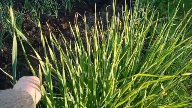 Прогулка по огороду. И снова дождь.