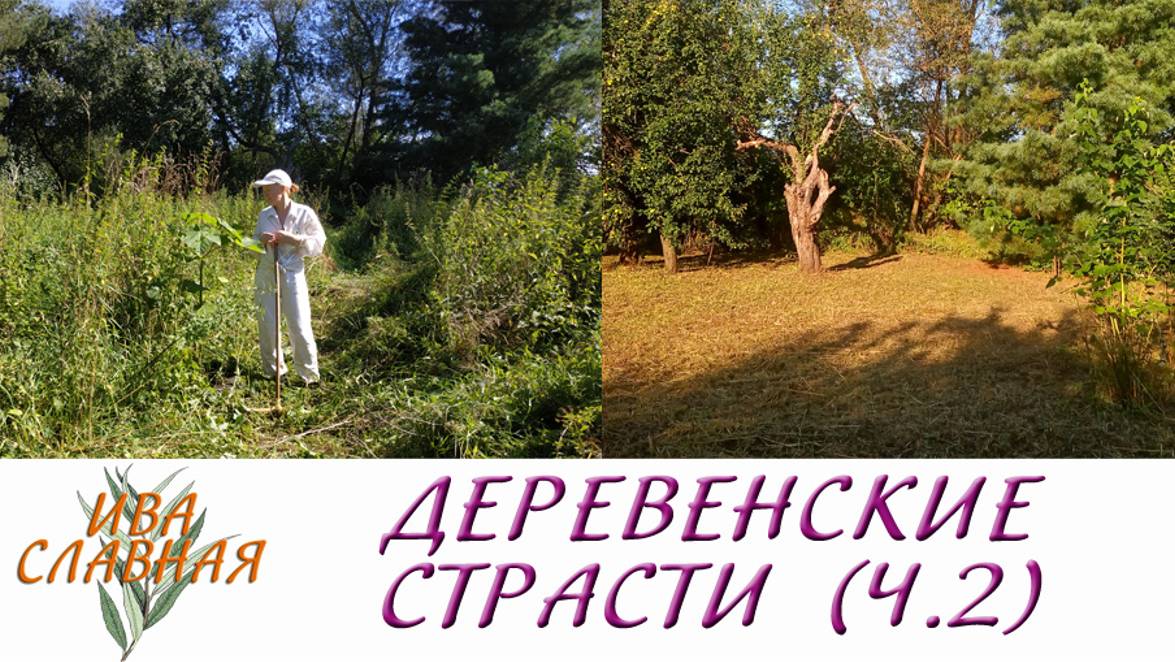 Ива Славная: Деревенские страсти. Расчистка плантации (17.08.2023)