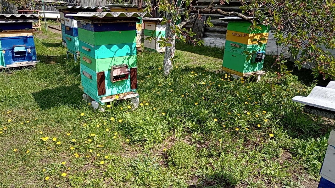 Состояние пасеки на 14.05.2024 года