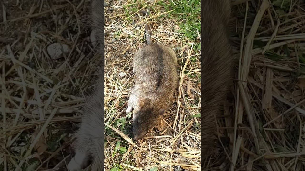 осенняя миграция крыс, 19 октября 2023 г.