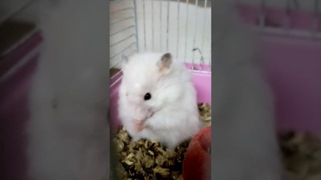 Маленький чистюля - Хомка