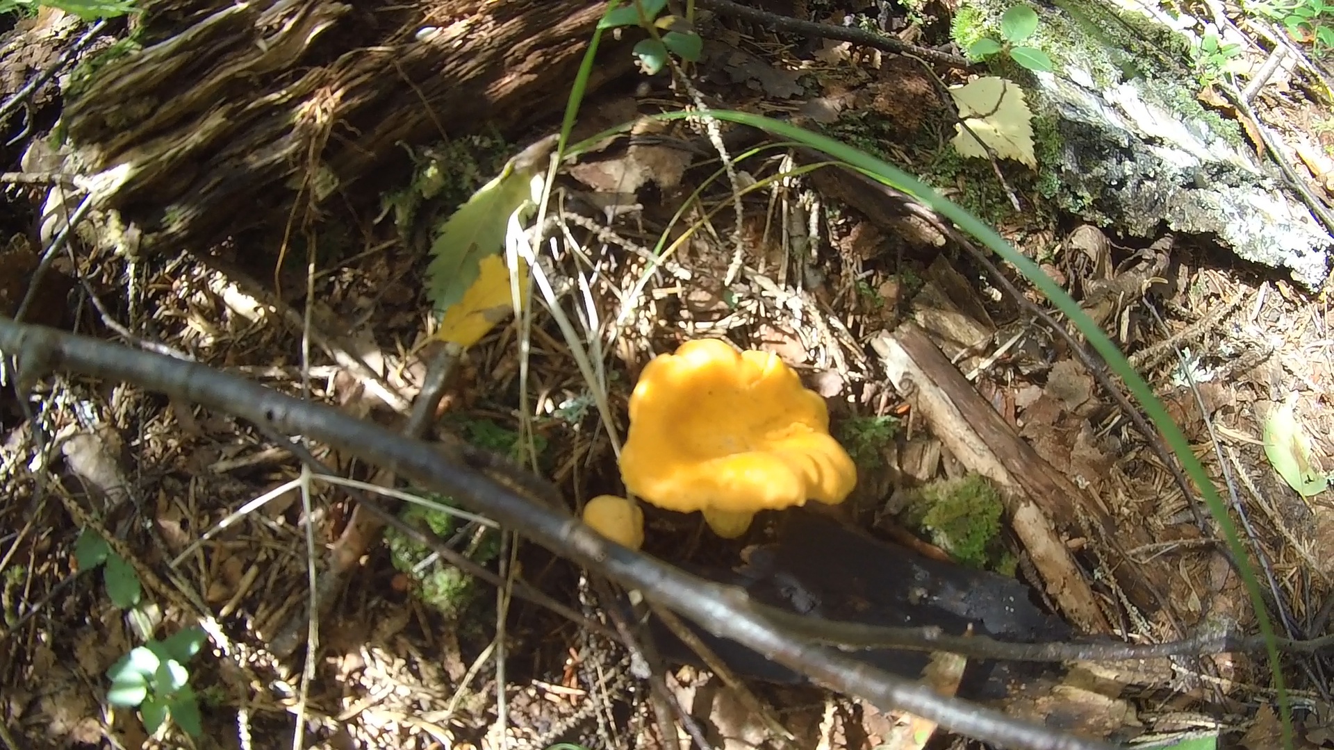 Первая в жизни лисичка. ДОМ И ЖИЗНЬ В ДЕРЕВНЕ