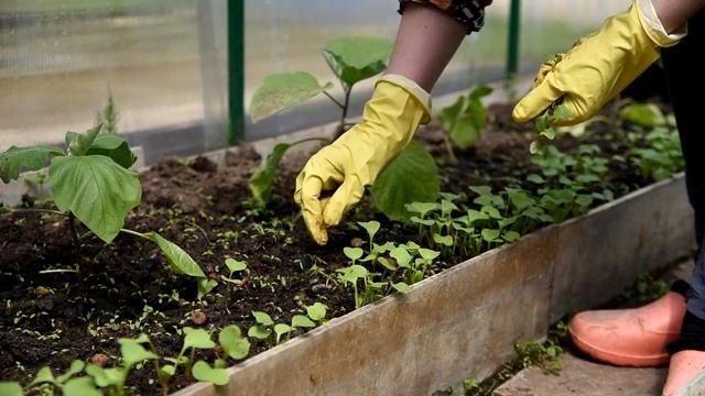 Редис в теплице