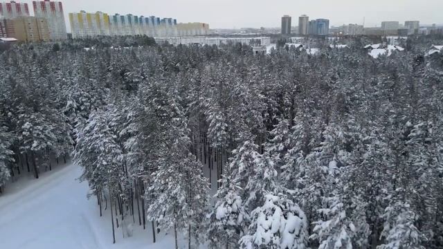 Лесопарк Сургут.