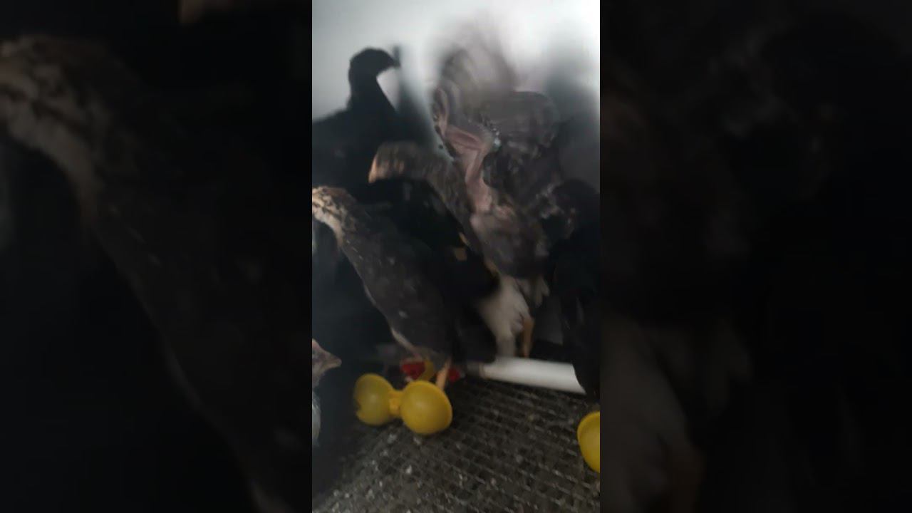 #цыплята #хулиганы