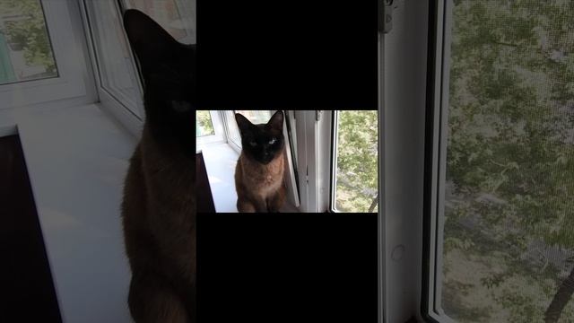 Cat Musik end camera Nikon