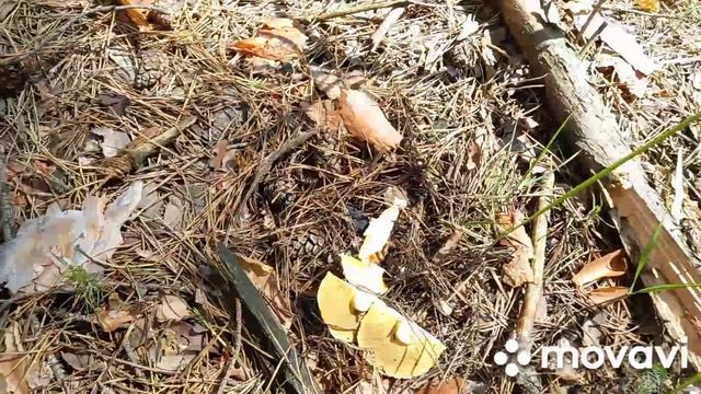 ❗Открываем новые места с маслятами❗ 18.05.2024 г. Курская область❗