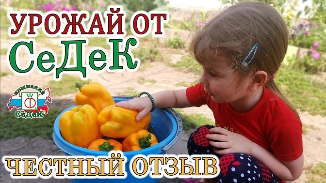 Семена от компании Седек. Какой урожай можно получить. Честный отзыв.