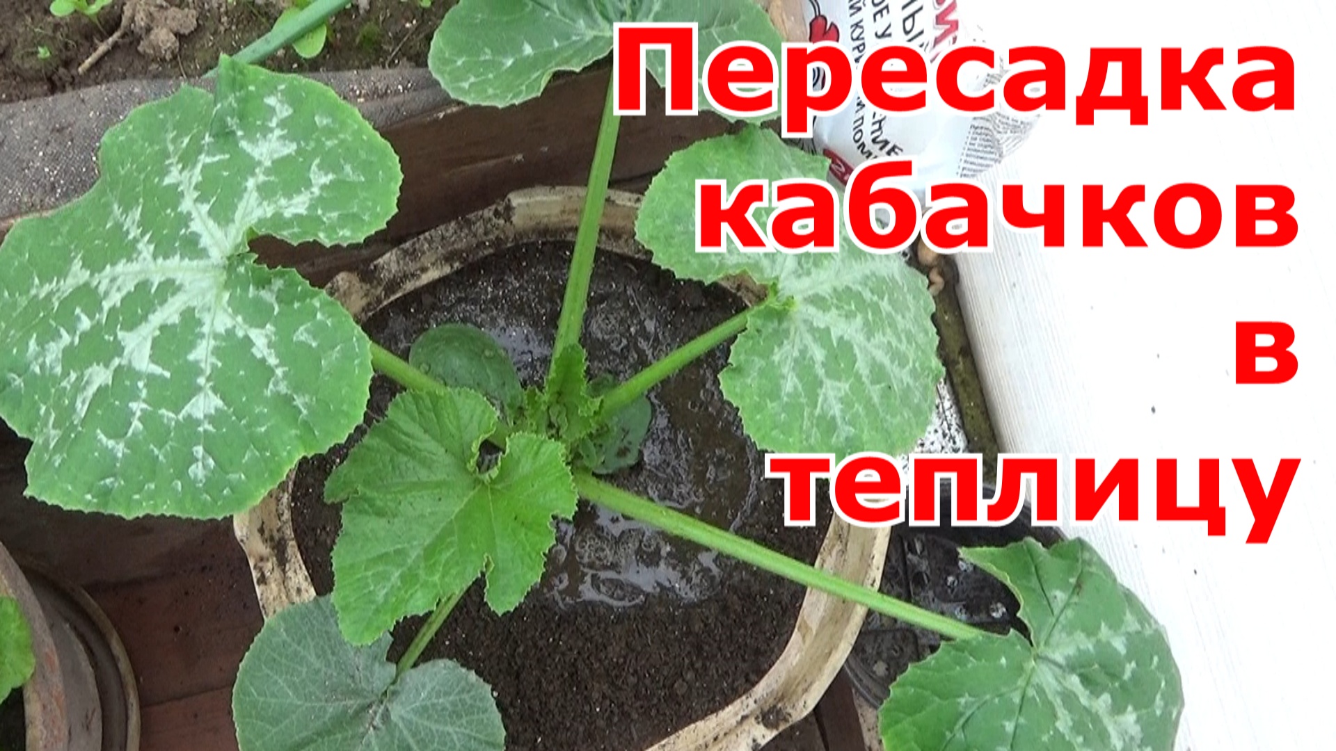 Высадка кабачков в теплицу. Очень удобный способ перевалки рассады в другие емкости.