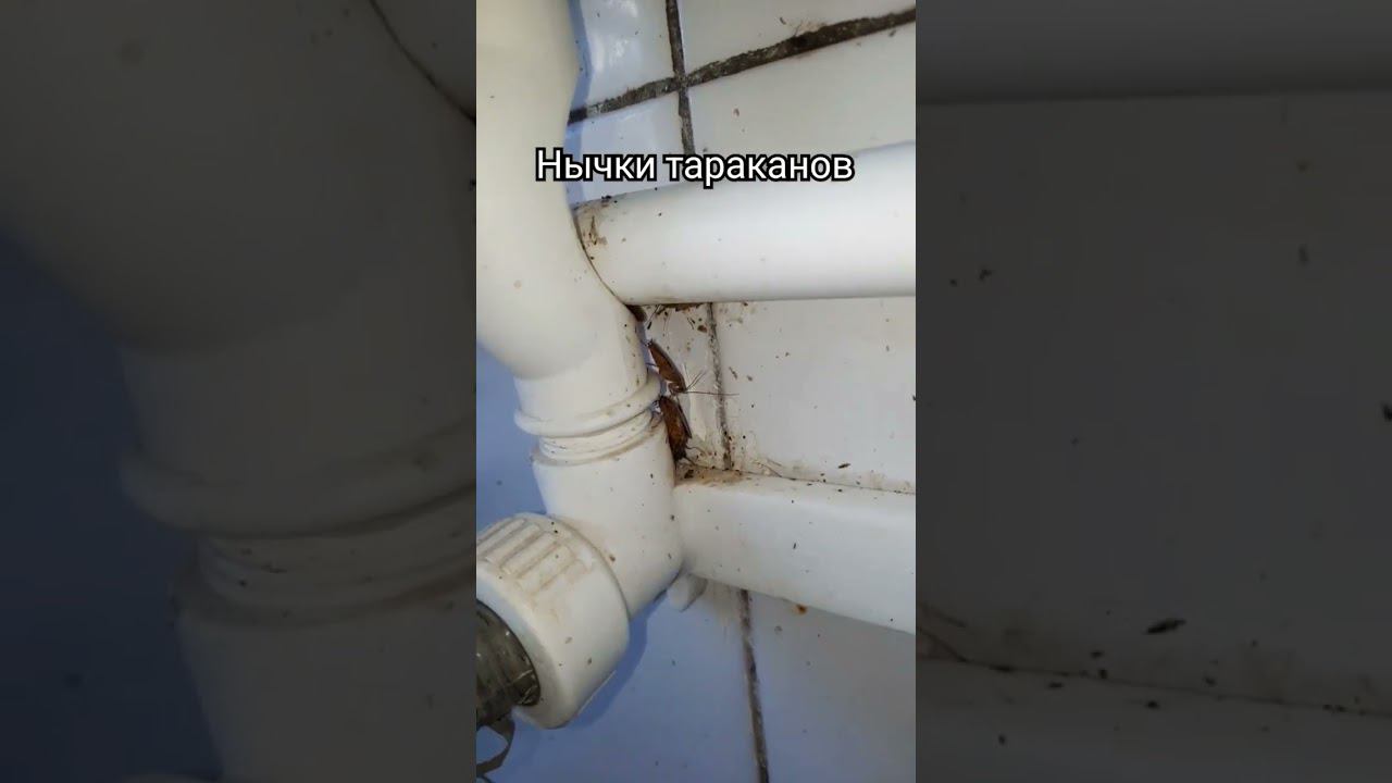ТАРАКАНЫ|Подпишись | #тараканы #тараканы вквартире #гдепрячутсятараканы