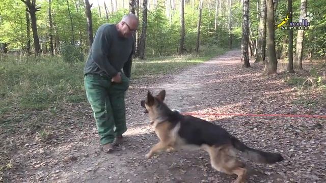 Начальная подготовка к защитной дрессировке