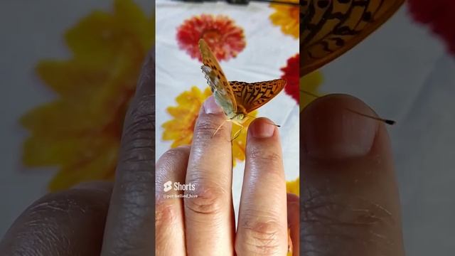 ручные милые бабочки #hand butterflies #бабочки повсюду #море бабочек #бабочки