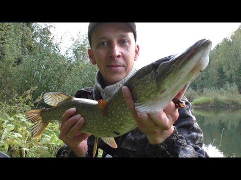 Малая река порадовала Бонусом! Рыбалка на спиннинг на Живописной реке! Рыбалка для души!.mp4