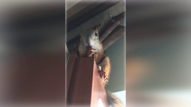 Осторожно! Белки в городе!!! Часть 2