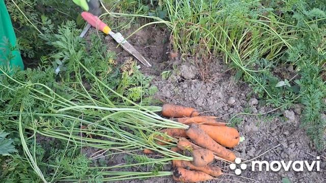 Еще остатки моркови но с другой грядки