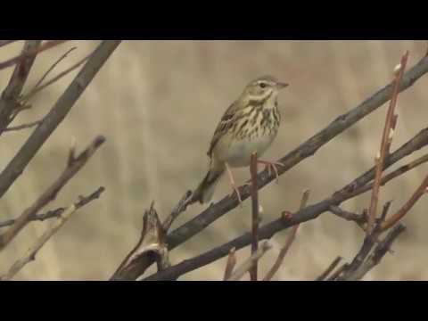 Луговой конёк