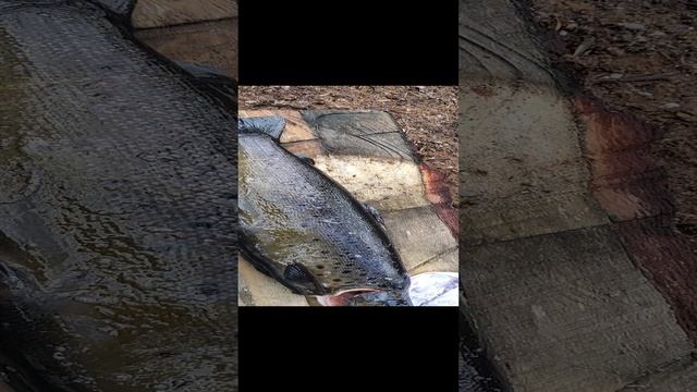 ВОТ ТАКАЯ РЫБА.