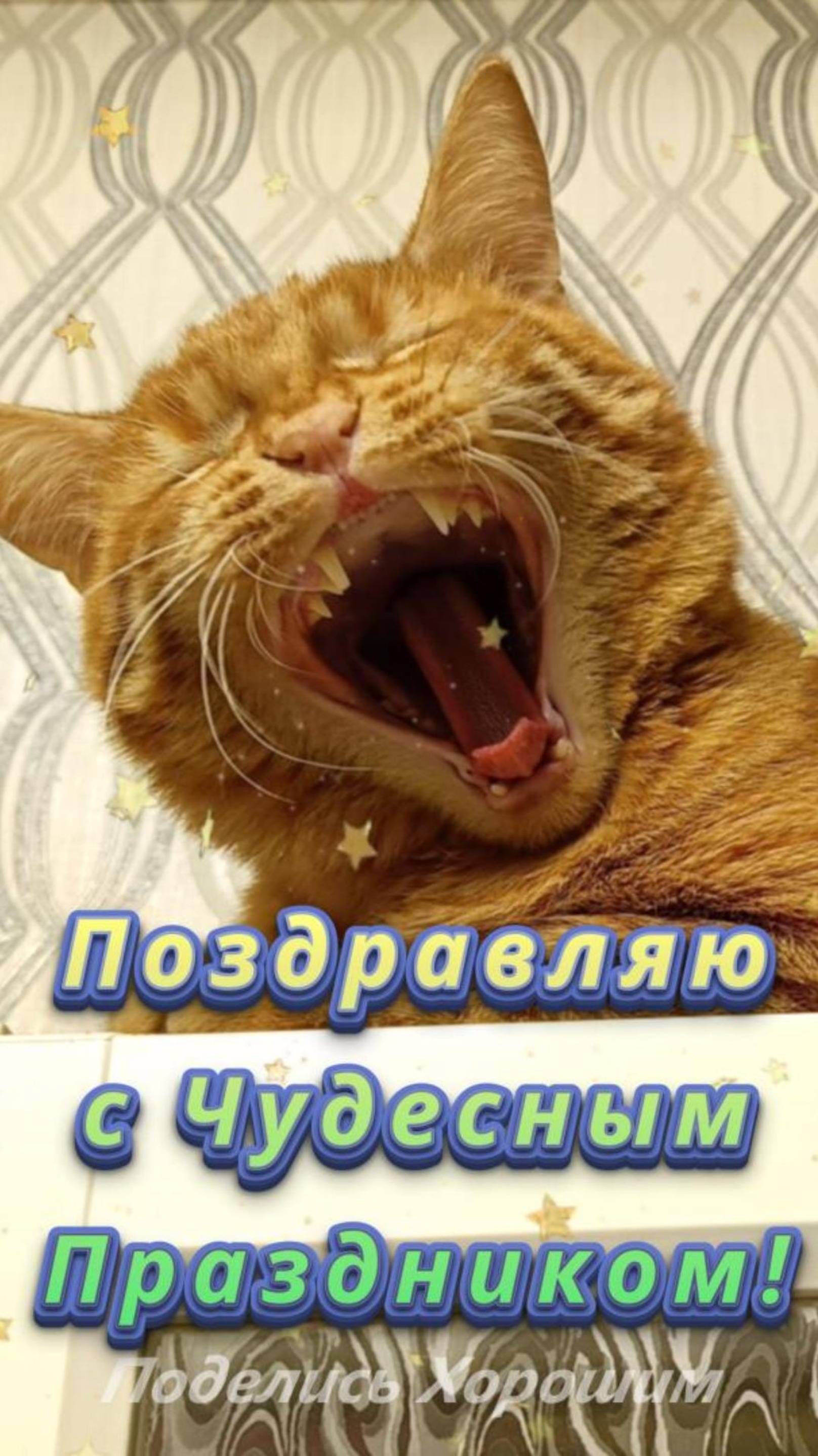 День Котиков и Кошек!