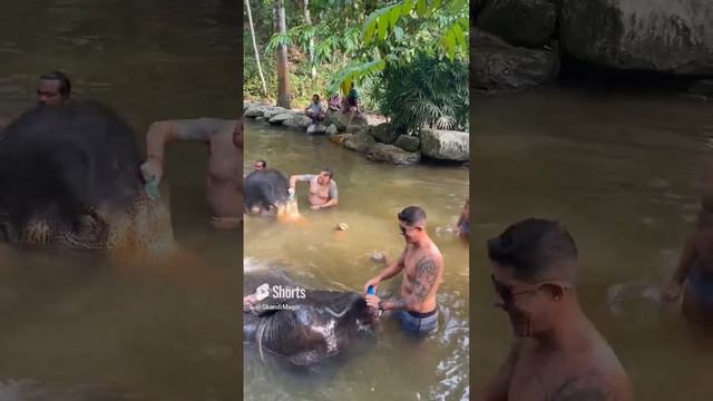 Купание Слонов.Water relaxes#nature #tiere#elefante  #wildtiere#shorts #shortvideo