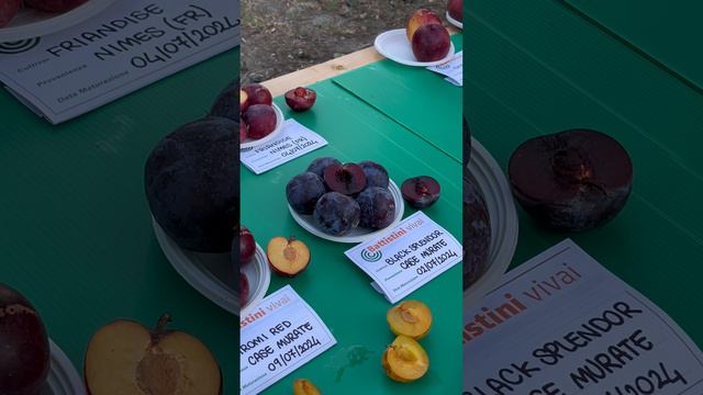 Обзор сливы Часть 3