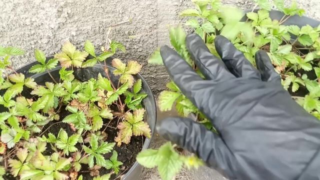 Дюшенея индийская, фрагария. Как безопасно выращивать эту агрессивную декоративную землянику?