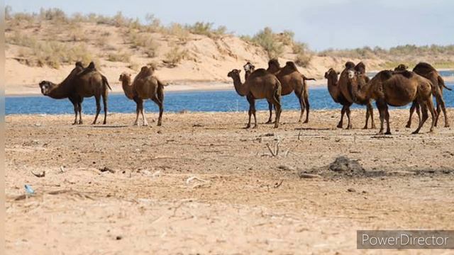 Зумрад и Киммат  узбекская сказка.