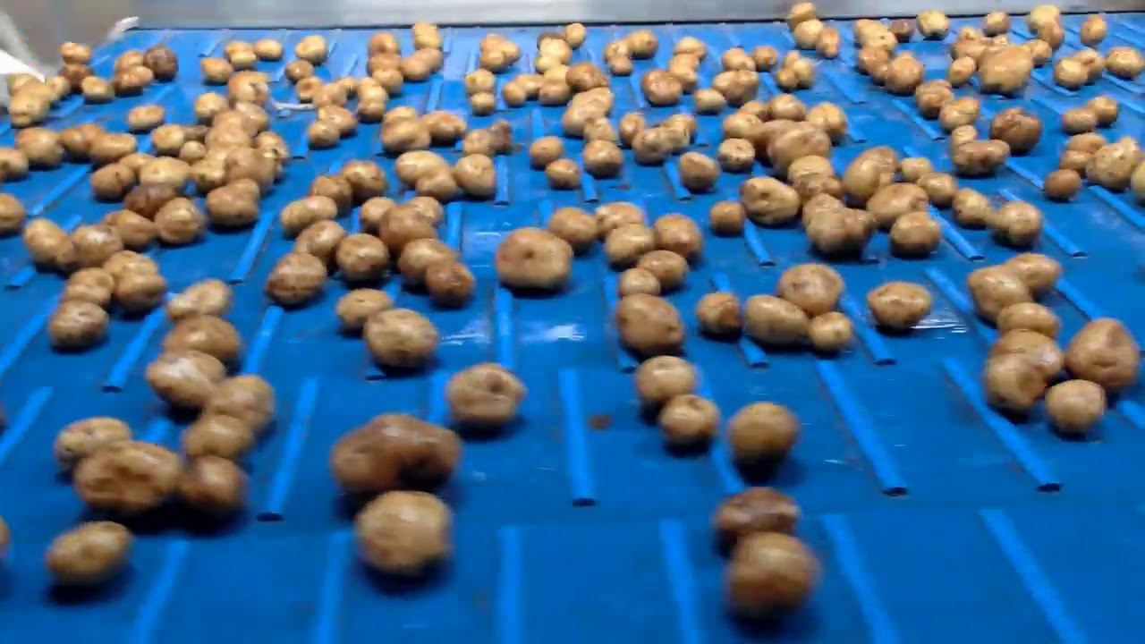 Оптическая сортировка цельного картофеля