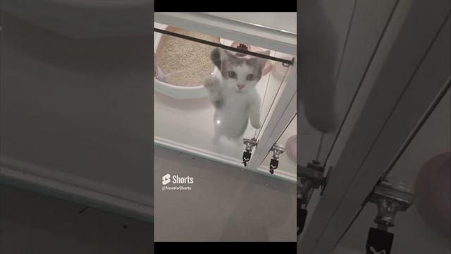 Котёнок 2023, часть № 13