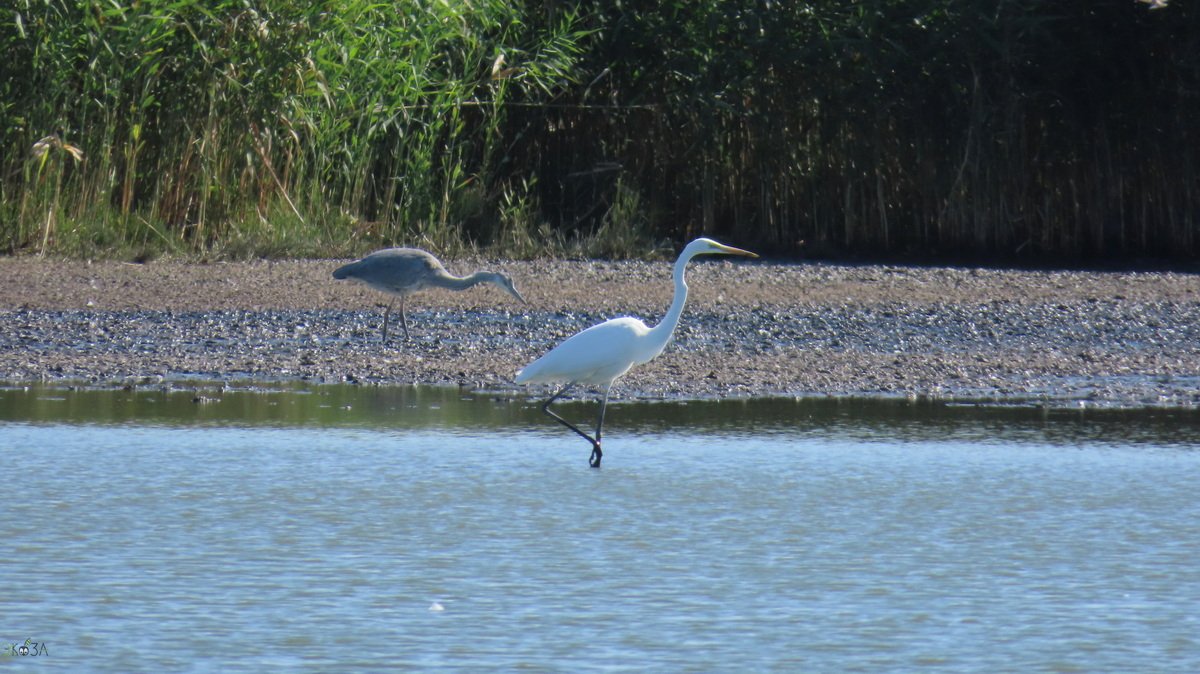 Цапли начинают готовиться к отлёту. Залётные лебеди. Домашние гуси, трясогузки и кулики