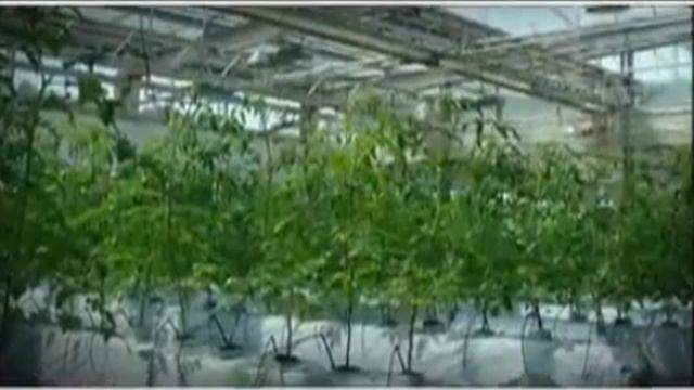 Производство теплиц