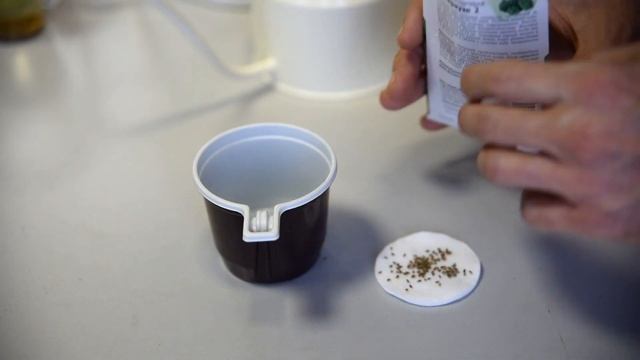 Посев петрушки и укропа зимой на свежую зелень (2)