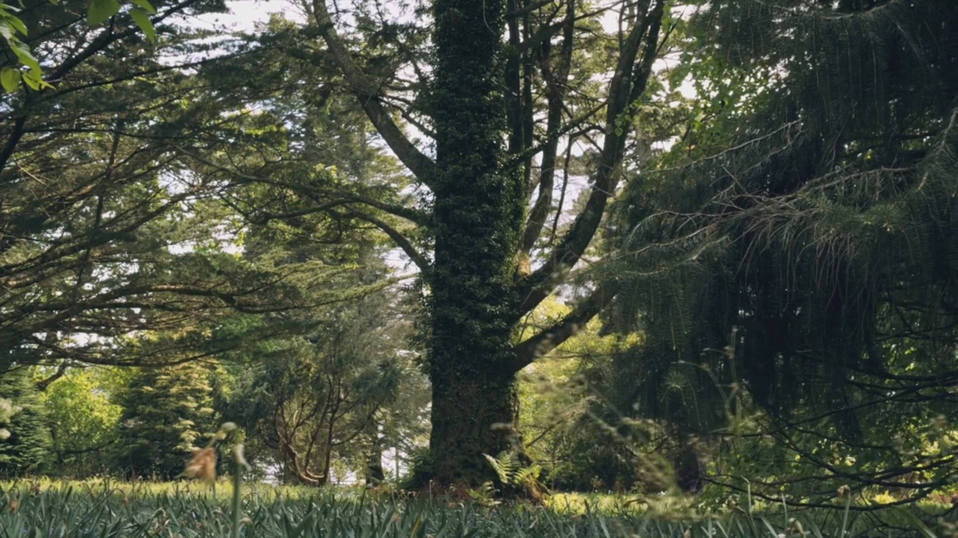 Антонио Вивальди - Времена года - Лето - Часть 1