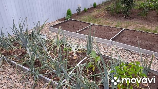 12-16.06.24. "Пошли" помидоры 🍅. Подарок от соседки. Лечит зубы. Персики.