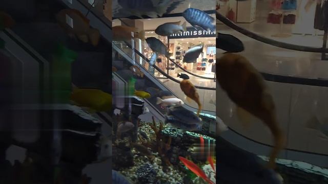 НАКА?Рыбки#дети #рыбкидляаквариума#красота