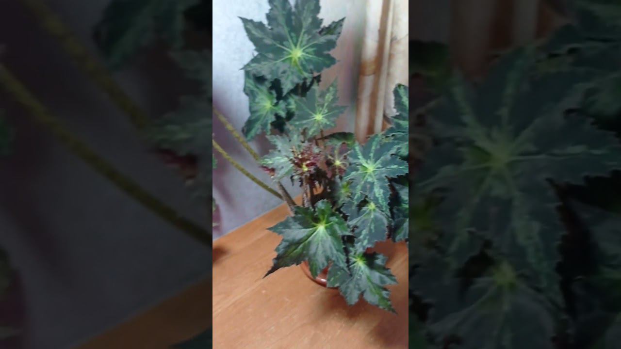 Излишки Бегония Борщевиколистная. Альбомы в ВК и Одноклассниках.