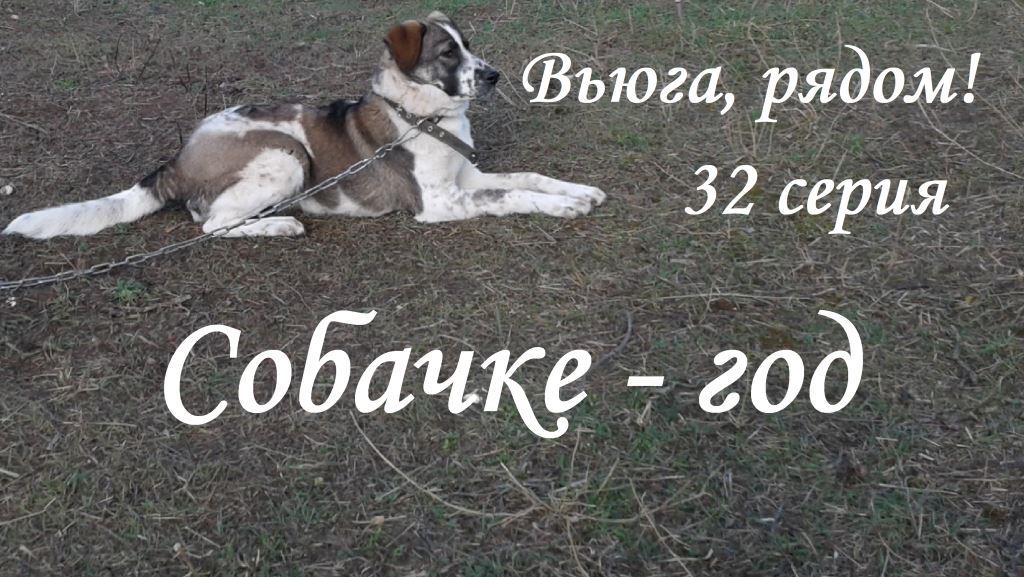 "Вьюга, рядом!" 32 серия "Собачке - год"   new