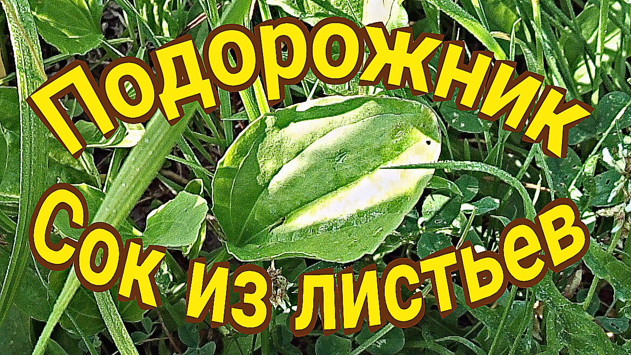 Подорожник. Сок из листьев.
