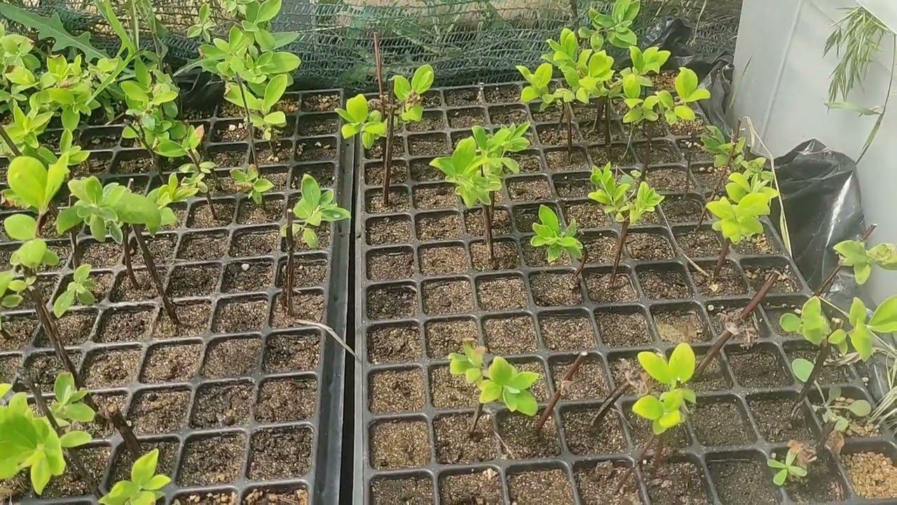 Результаты черенкования жимолости 2024