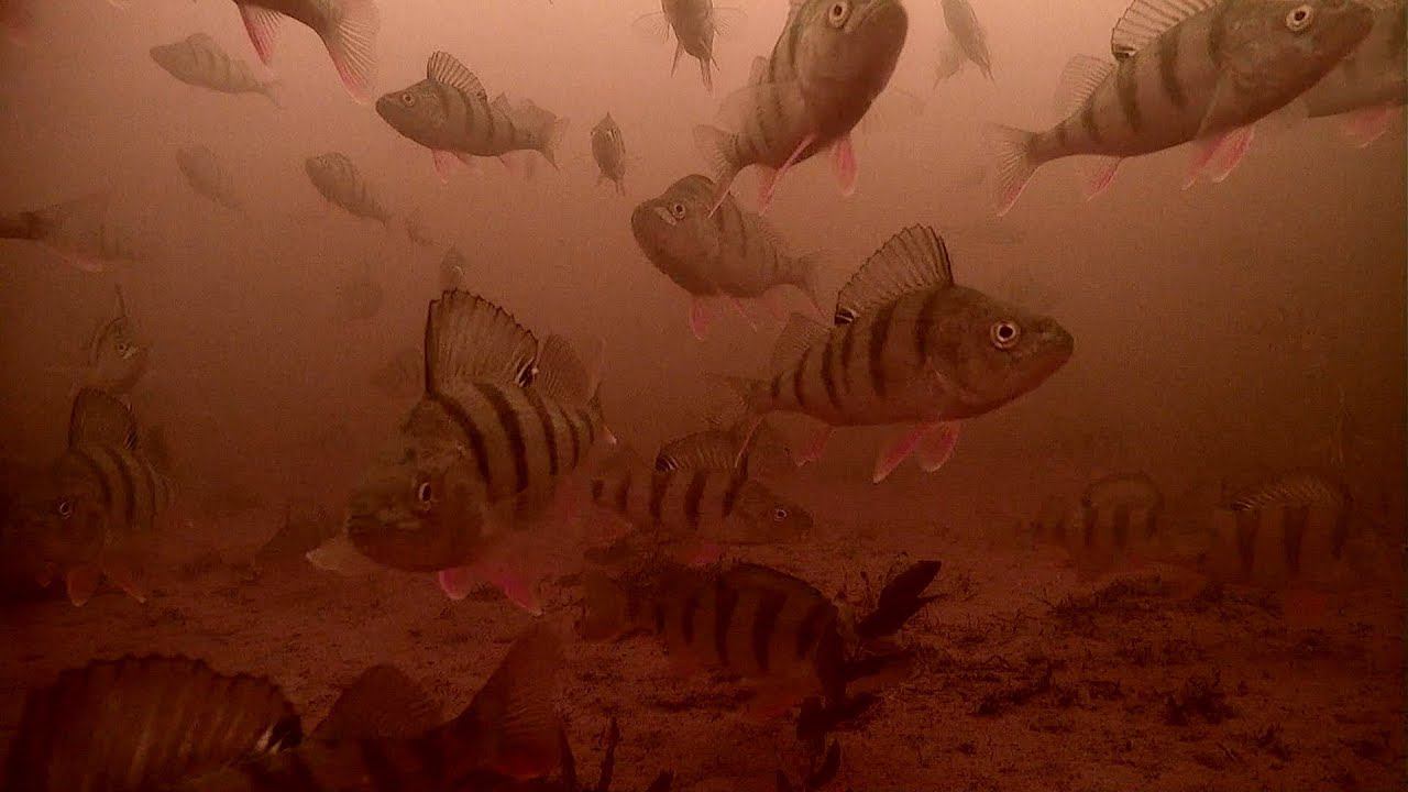 Окуни Молоканки